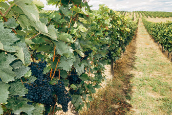 Sustainable Winegrowing – Wine Victoria